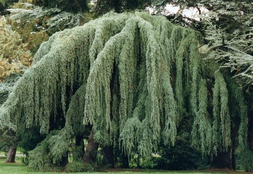 Csüngő kék atlasz cédrus (Cedrus atlantica ‘Glauca Pendula’) 30-150+ cm ...