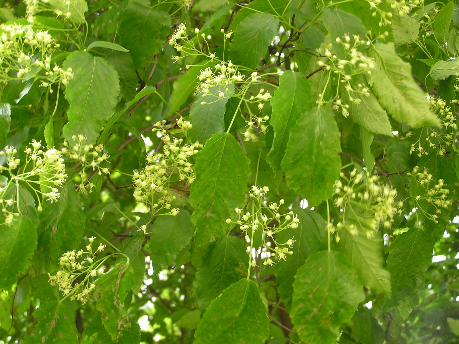Tatár juhar (Acer tataricum) 60-80 cm – Czimmer Garden