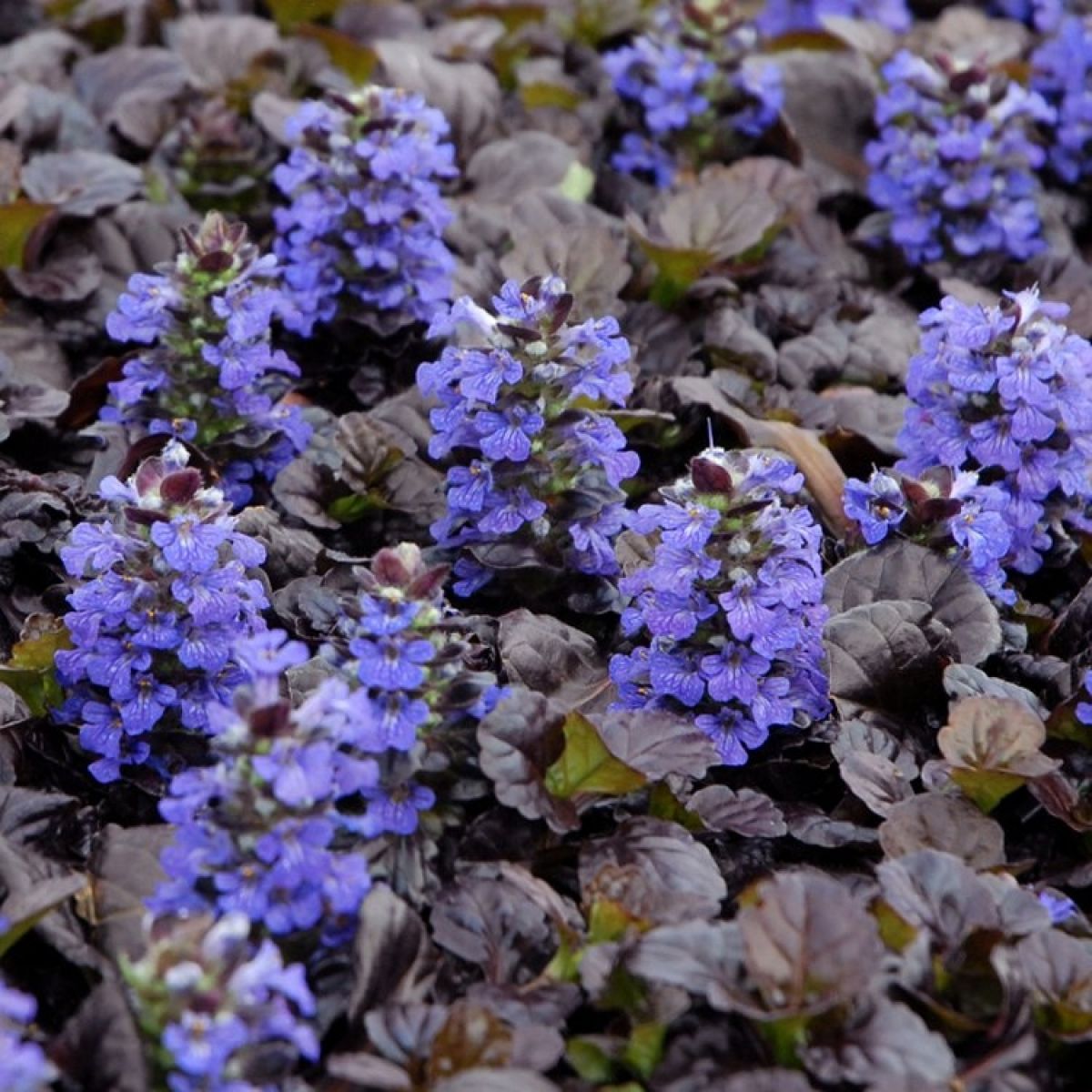 Indás ínfű (Ajuga reptans) 15-20 cm – Czimmer Garden