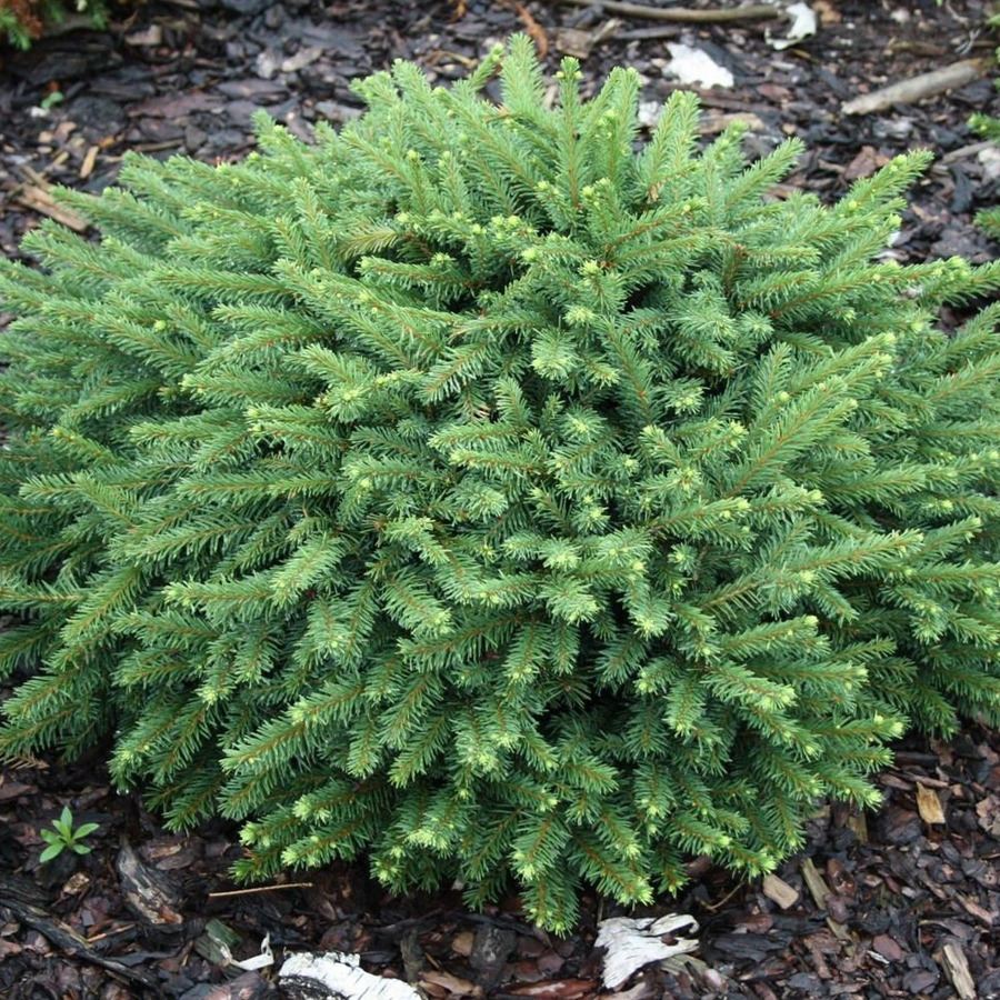 Törpe fekete lucfenyő (picea abies pumila nigra) 20-25 cm – Czimmer Garden