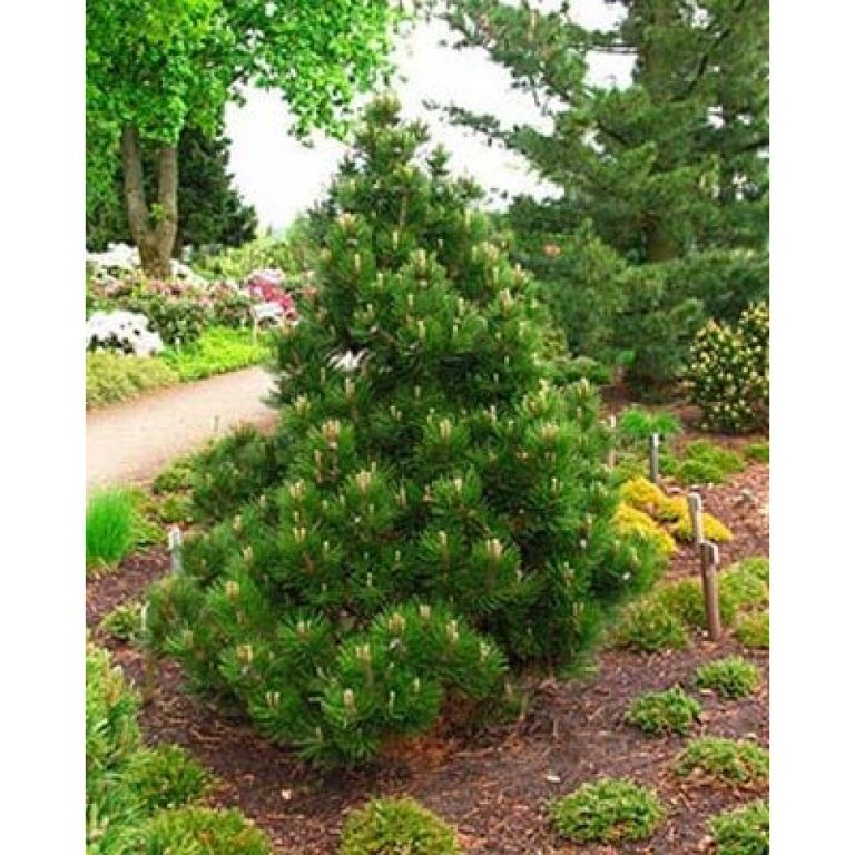 Törpe dalmát feketefenyő (pinus leucodermis ‘Malinki’) 35-40 cm 7,5l ...
