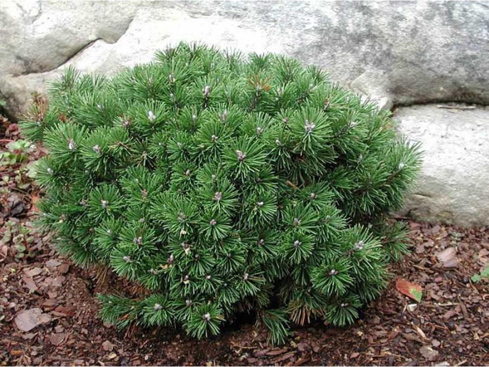 Mini Mops törpe havasi fenyő (pinus mugo ‘Mini Mops’) 20-25 cm 4l ...
