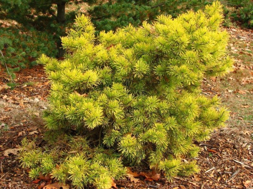 Arany lombú erdei fenyő (pinus sylvestris aurea) 20-50 cm – Czimmer Garden